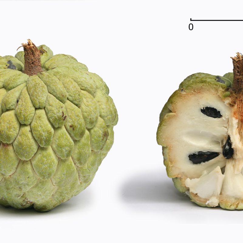 10 Most Poisonous Fruits in the World (With Pictures)