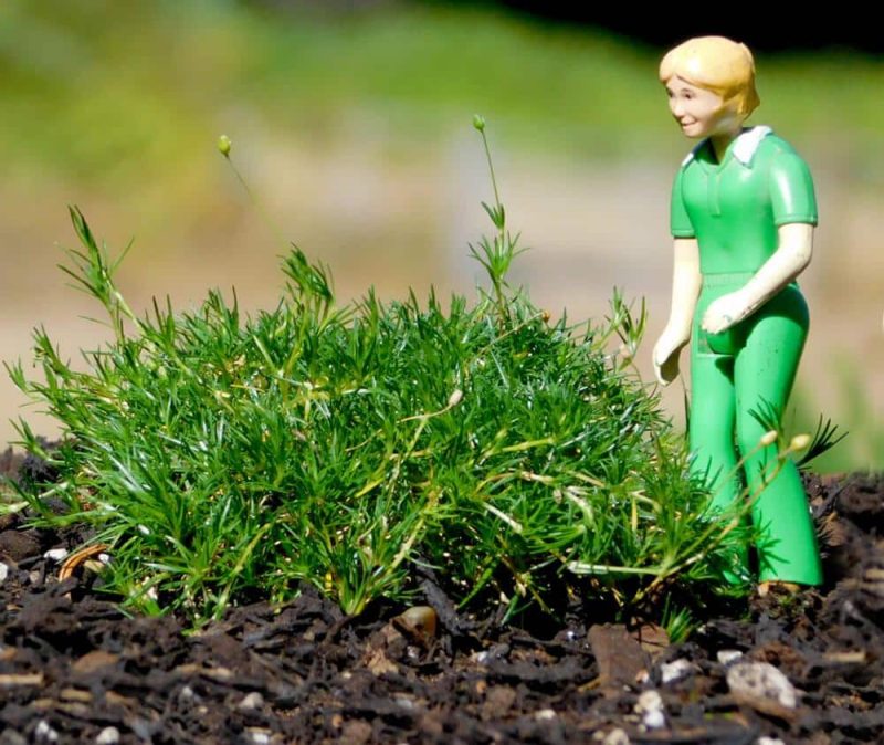 Benefits and Functions of Irish Moss