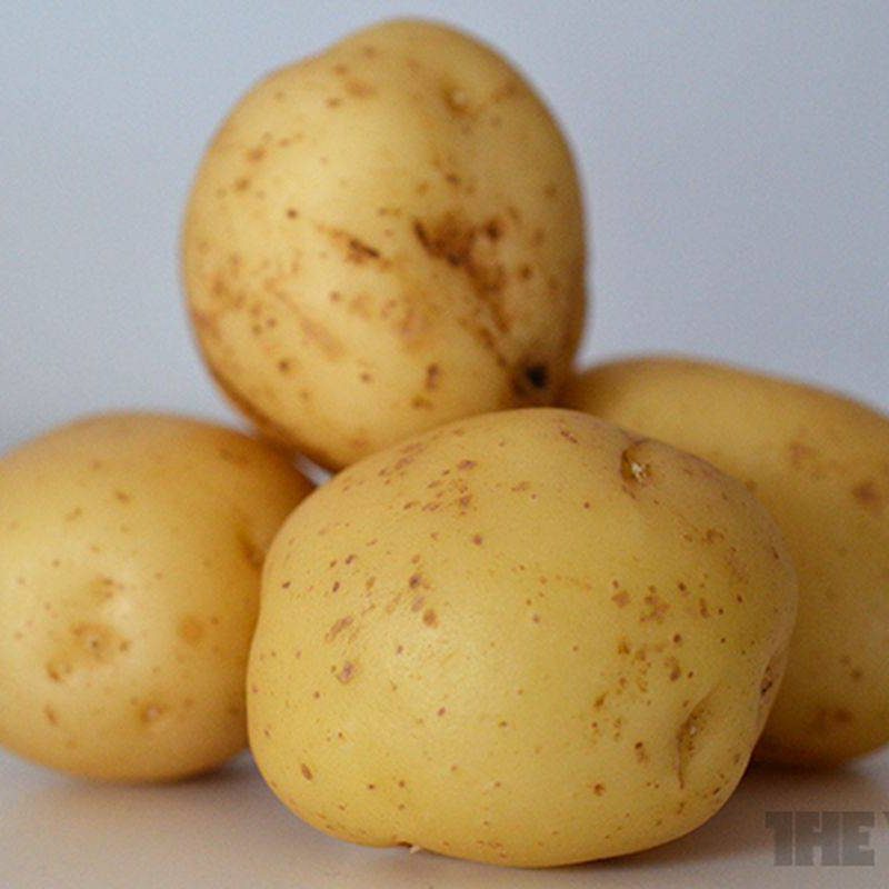 12 Types of Flies in the Garden and How to Get Rid of Them