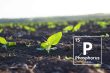 Phosphorus: Definition, Uses, Function and Side Effect