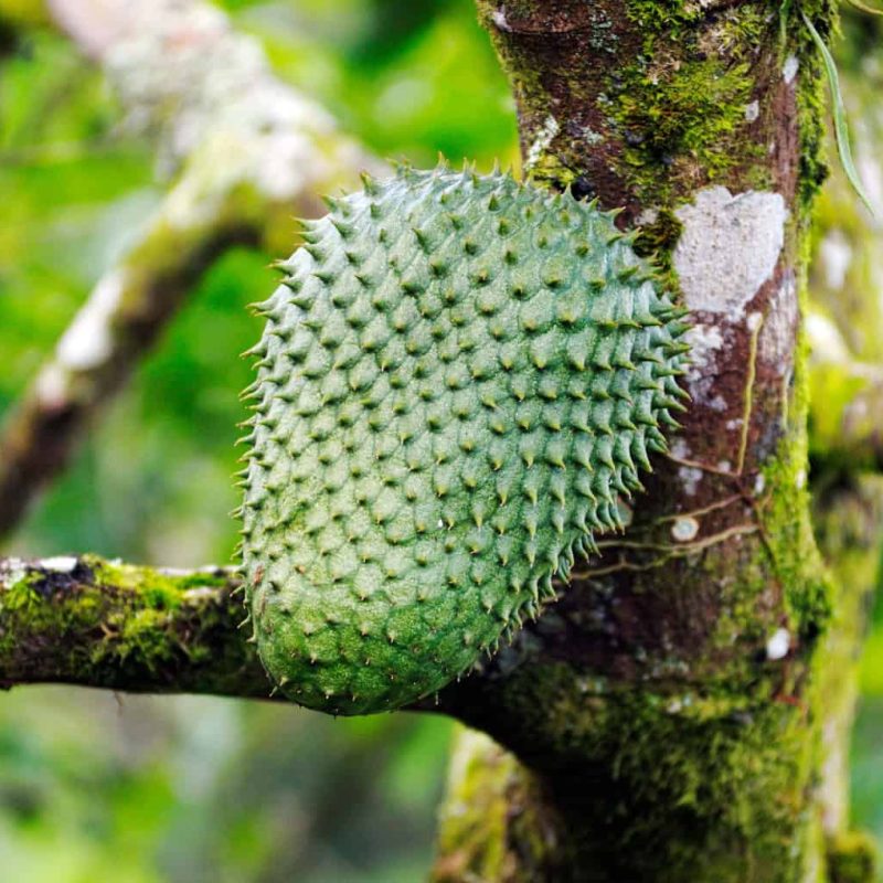 15 Types of Plants Found in Tropical Rainforests