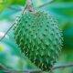 21 Popular Albanian Fruits
