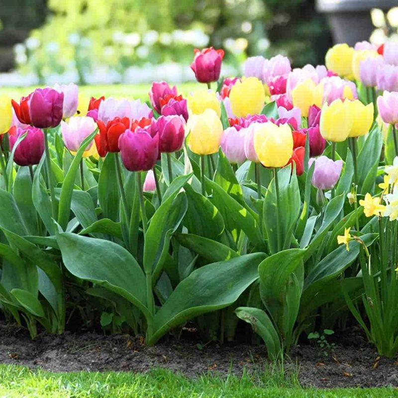 22 Different Types of Incomplete Flowers