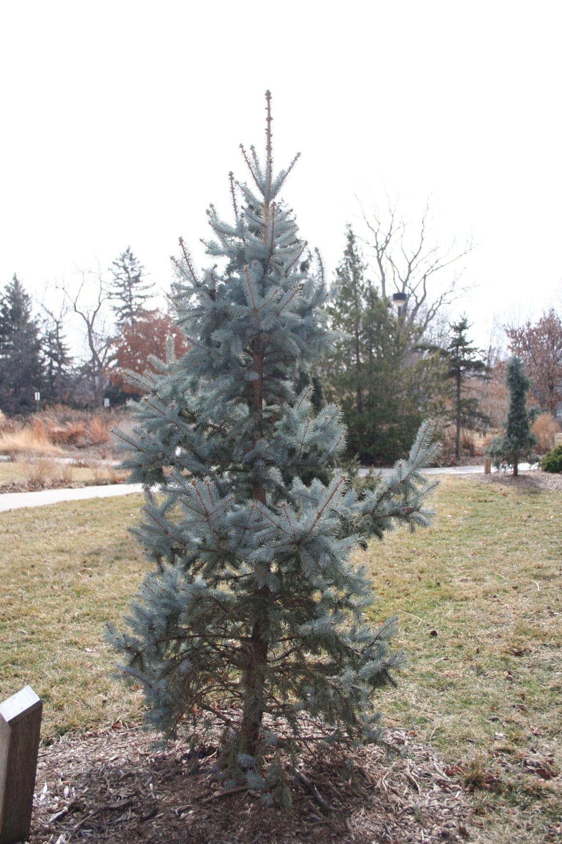15 Different Types of Christmas Trees (With Pictures)