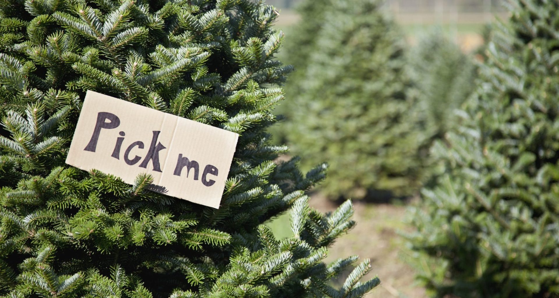 15 Different Types of Christmas Trees (With Pictures)