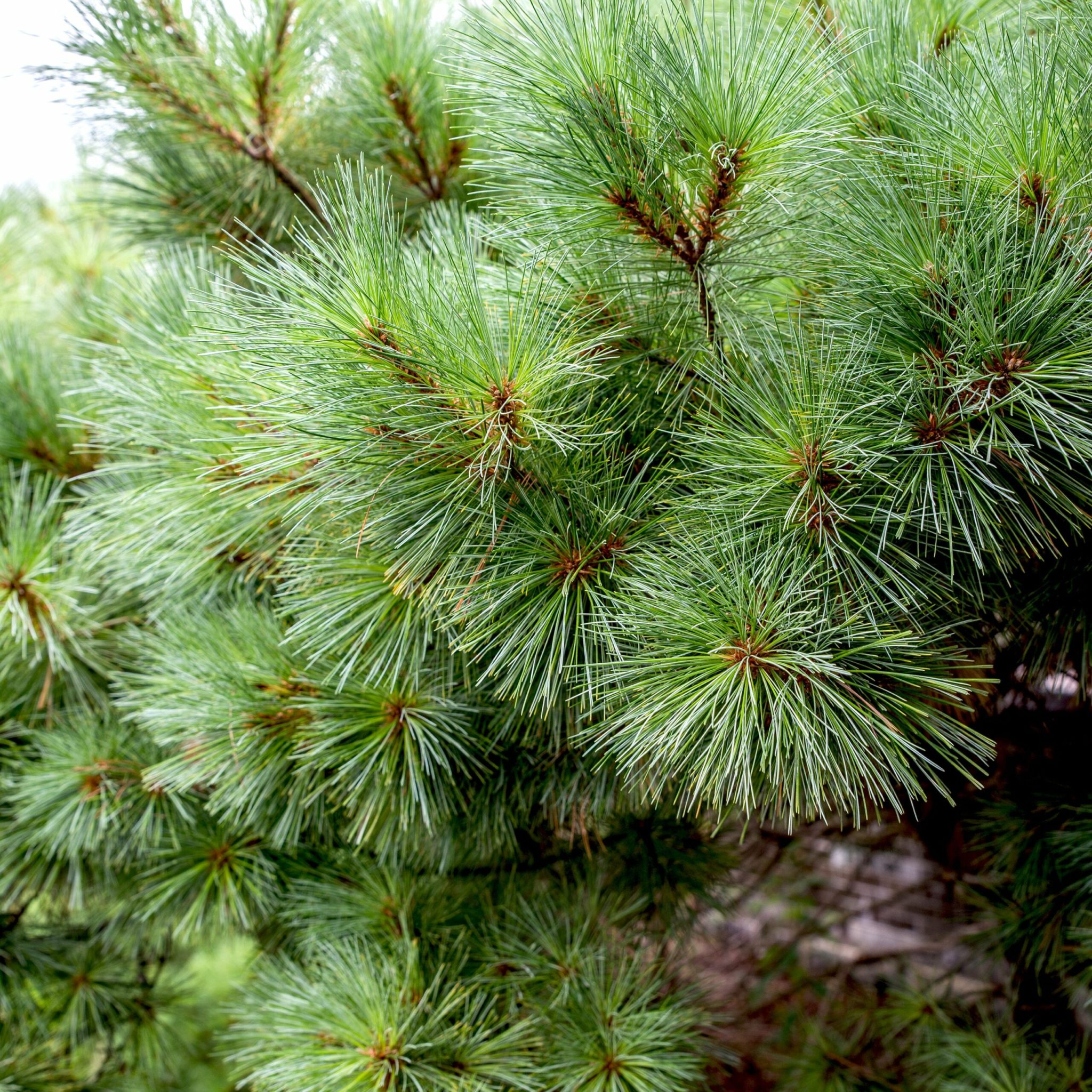 15 Different Types of Christmas Trees (With Pictures)