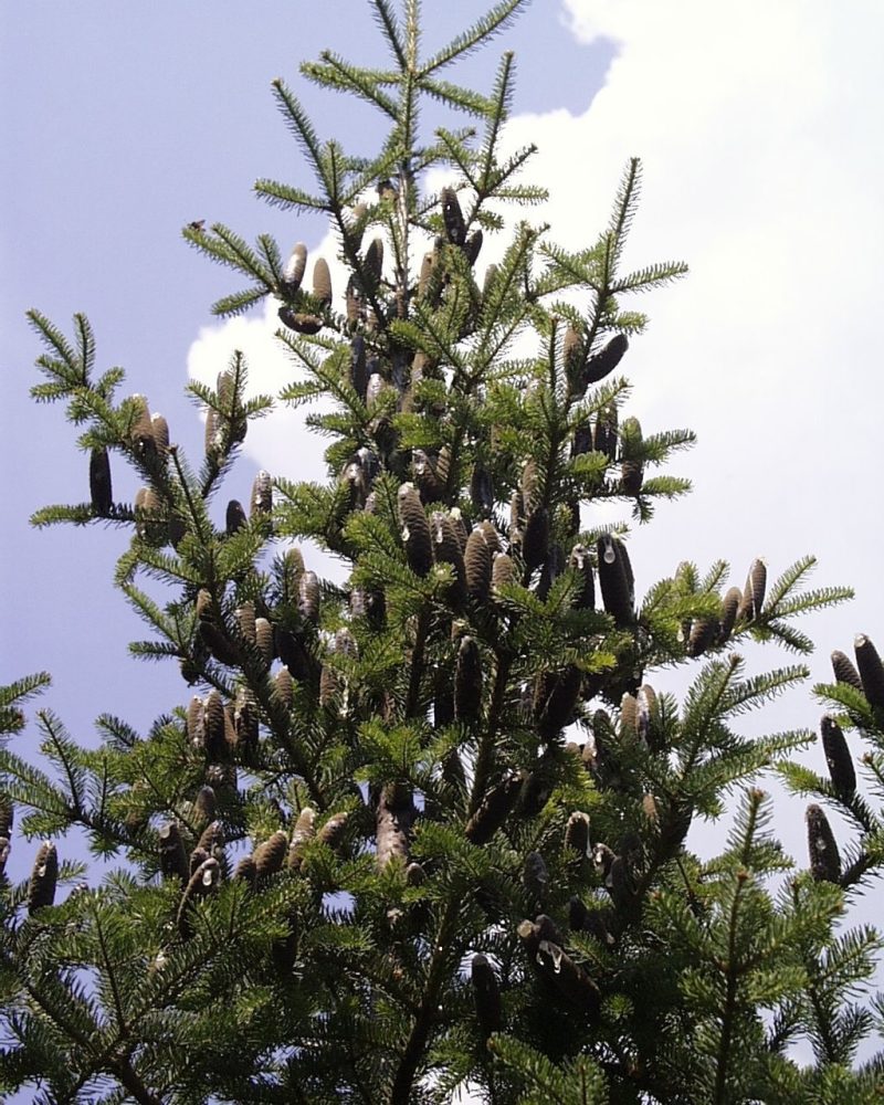 15 Different Types of Christmas Trees (With Pictures)