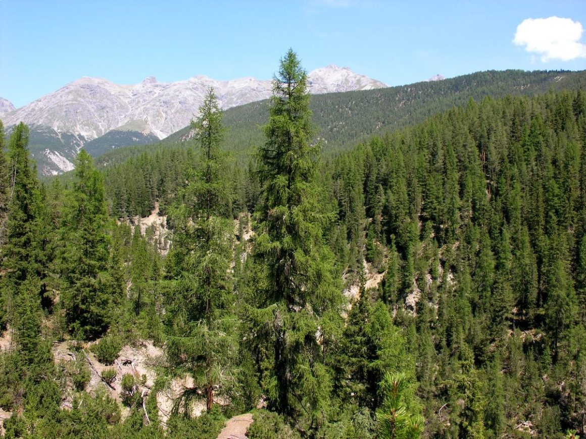 6 Different Types of Forests Explained