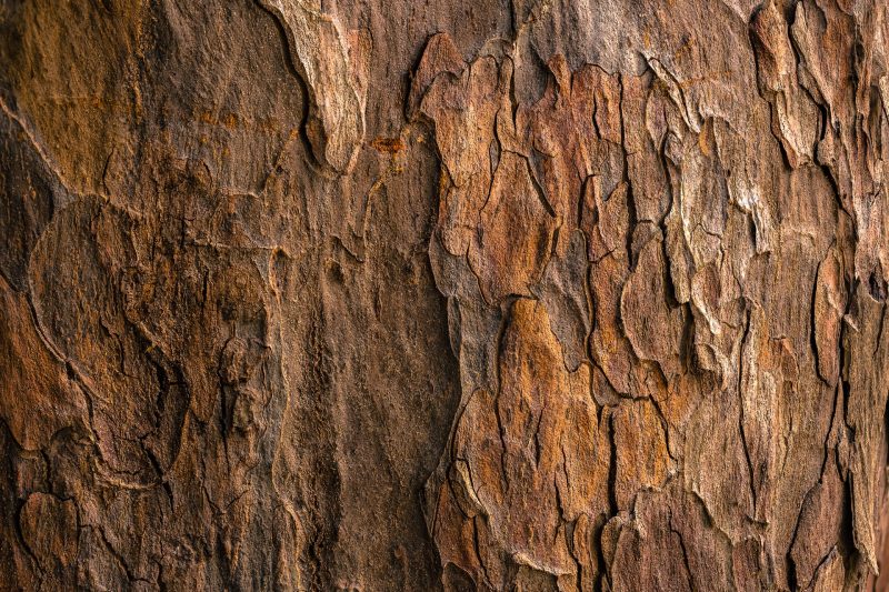 10 Different Types of Tree Bark