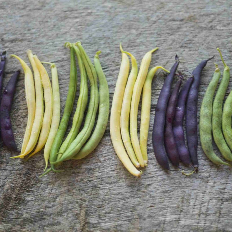 4 Different Types of Spider Lilies