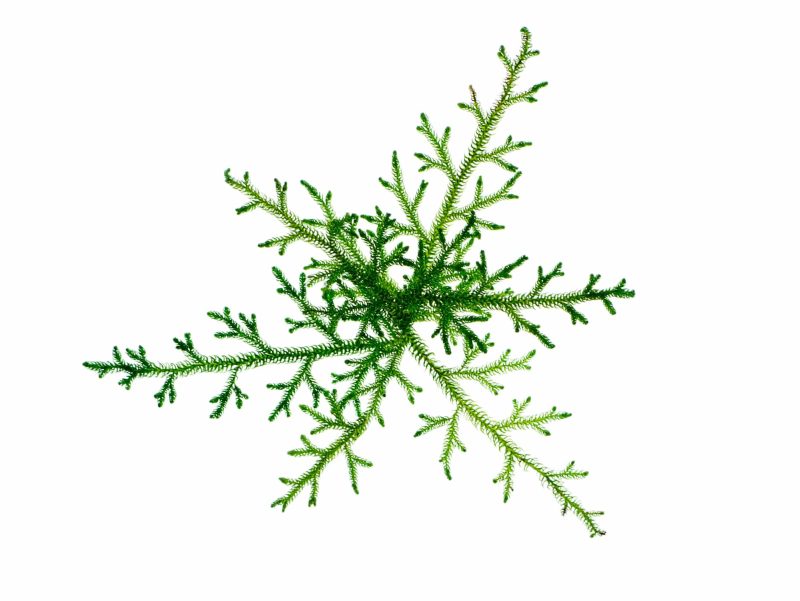 Different Types of Leaves Explained