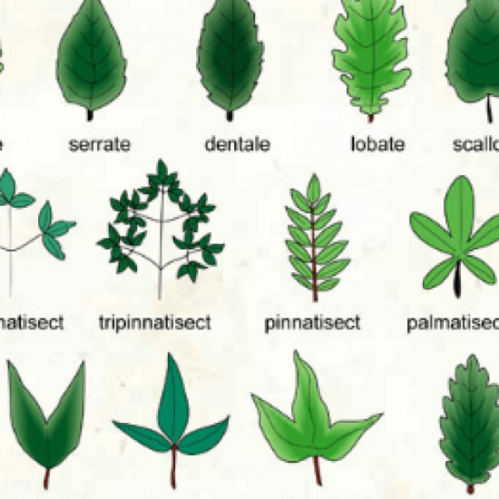 15 Types of Plants Found in Tropical Rainforests