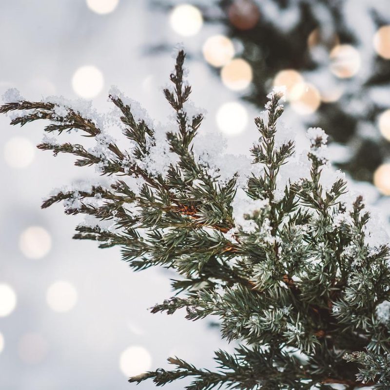 72 Different Types of Shrubs to Spruce Up Your Yard