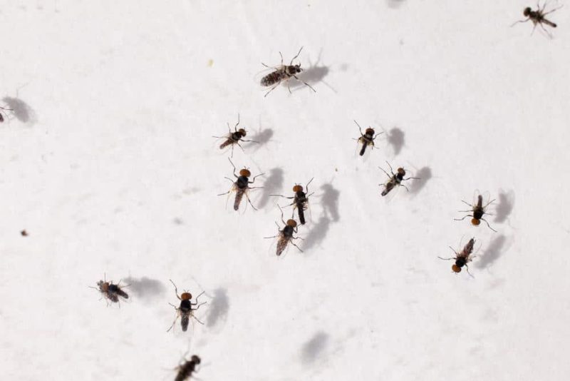 17 Different Types of Gnats