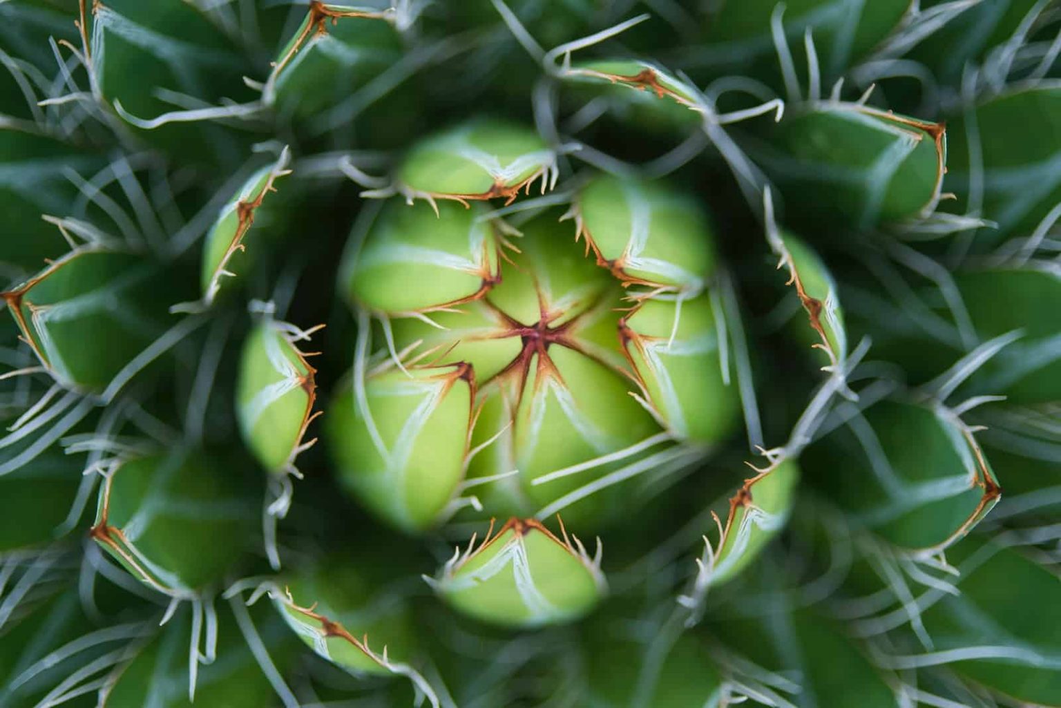 26 Different Types of Agave You Should Know