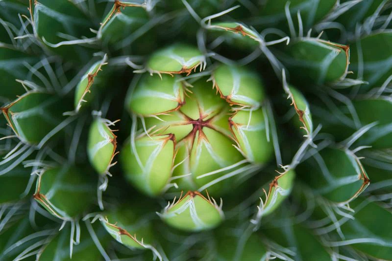 26 Different Types of Agave You Should Know