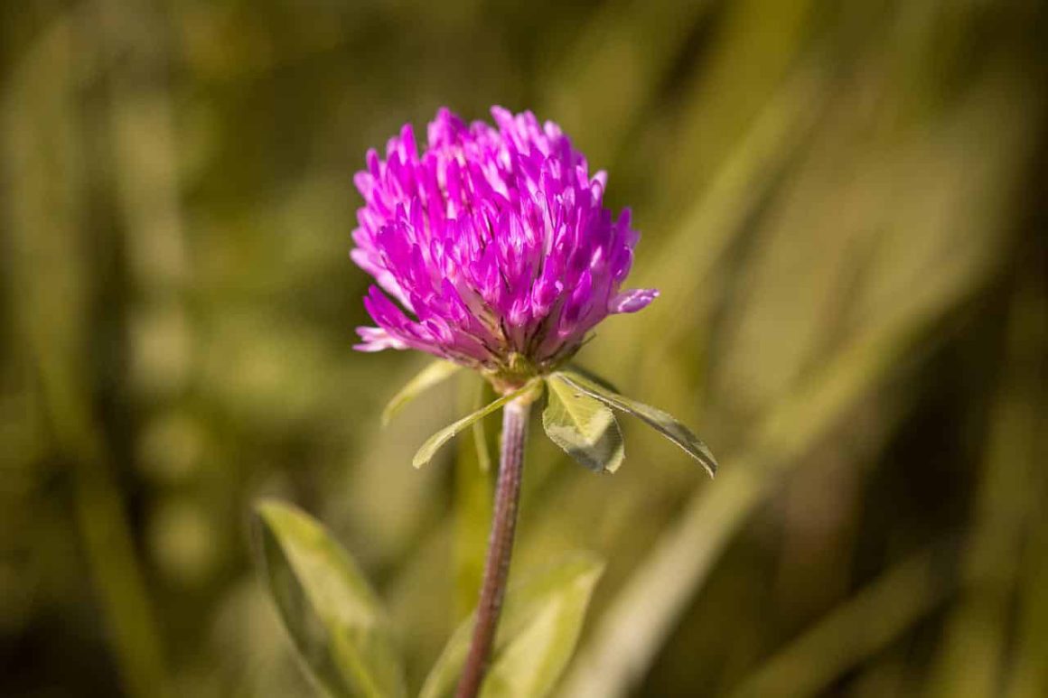46 Different Types of Clover You Can Plant in Your Garden