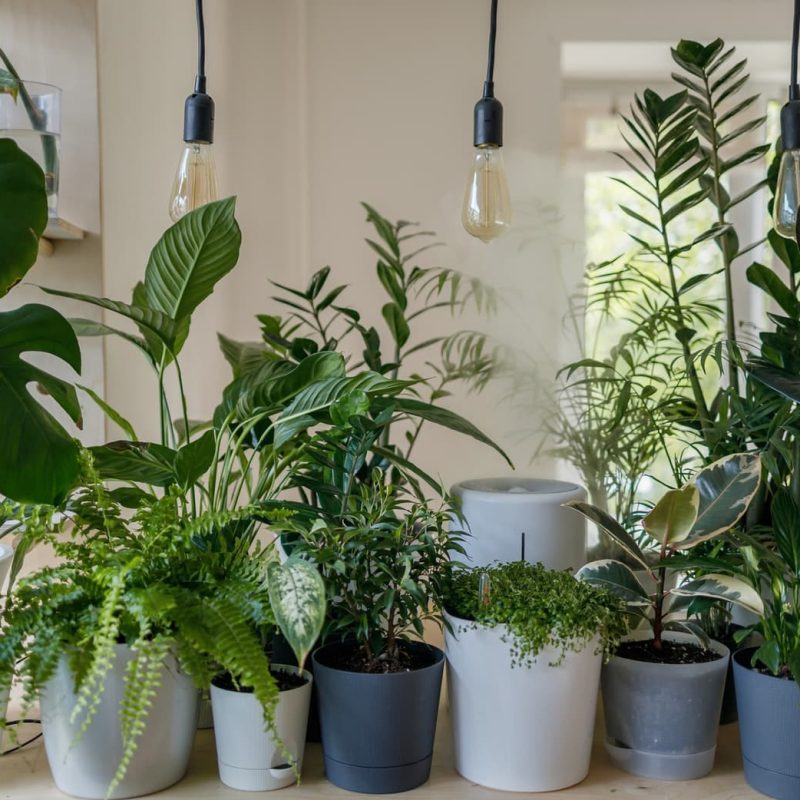 15 Types of Plants Found in Tropical Rainforests