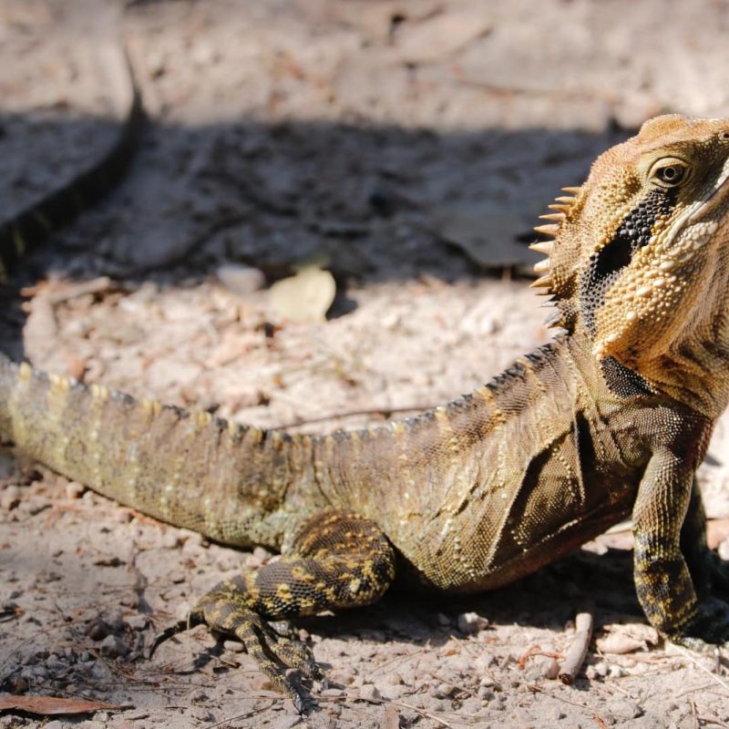 14 Animals With Claws and Their Pictures