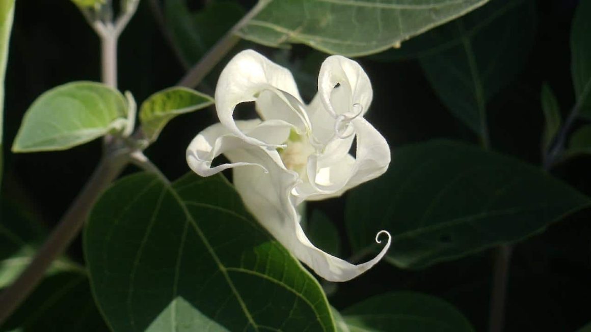 14 Different Types of Moonflowers (With Pictures)