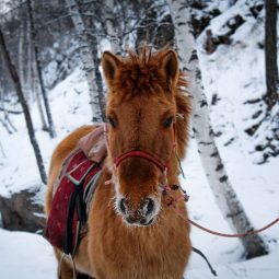 Chiroptophobia: The Fear of Bats