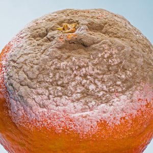 9 Different Types of Prawns