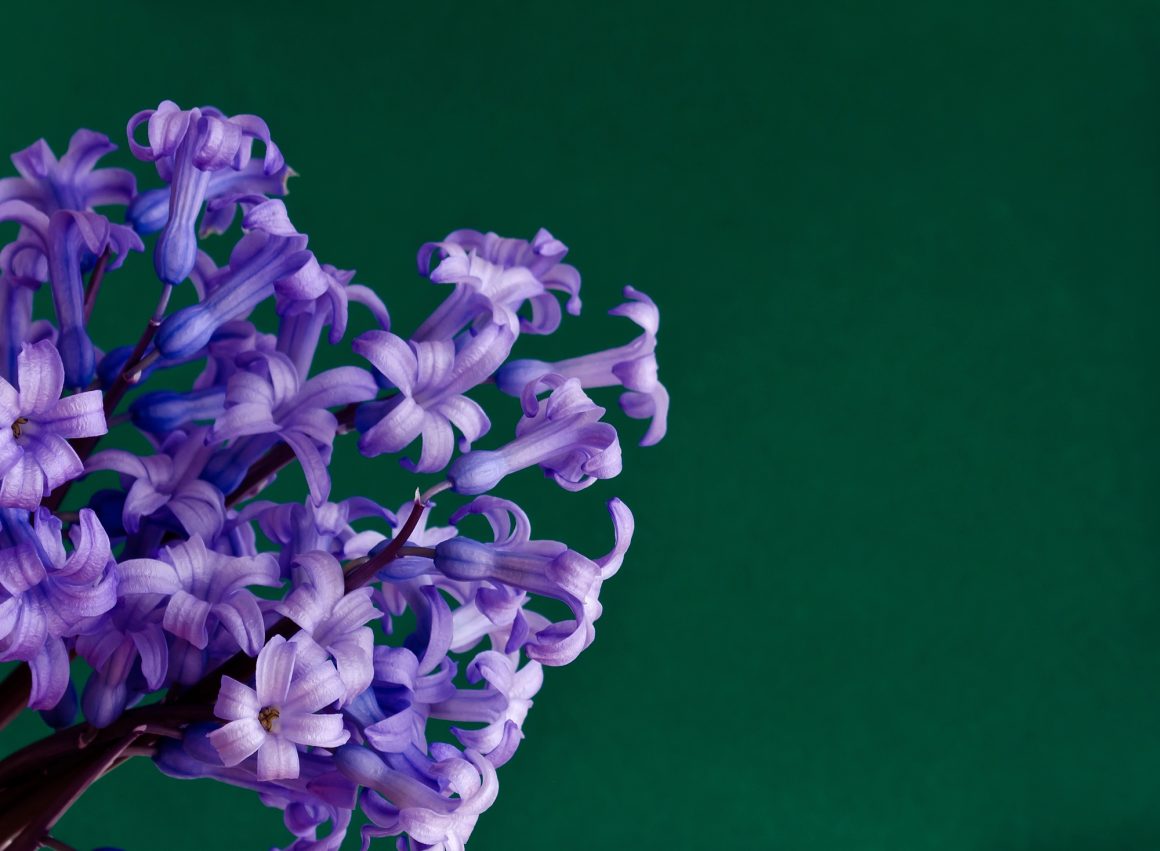 8 Best Apology Flowers to Say Sorry and Mend Relationships