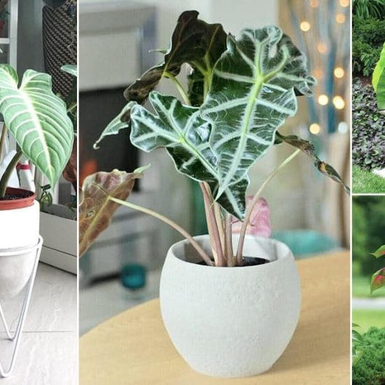 14 Different Types of Ivy Plants (With Pictures)