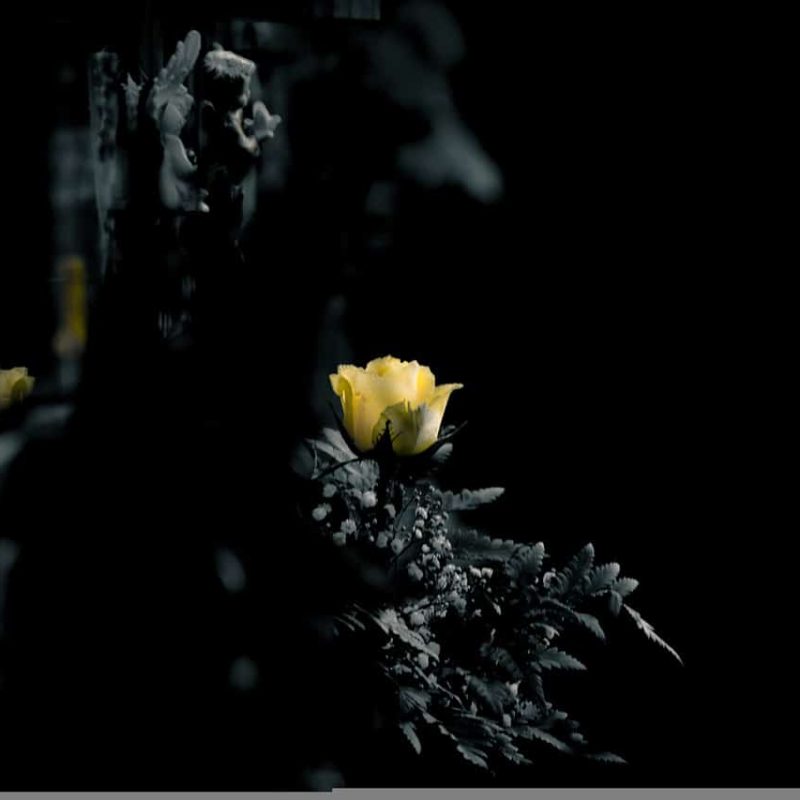 22 Different Types of Incomplete Flowers