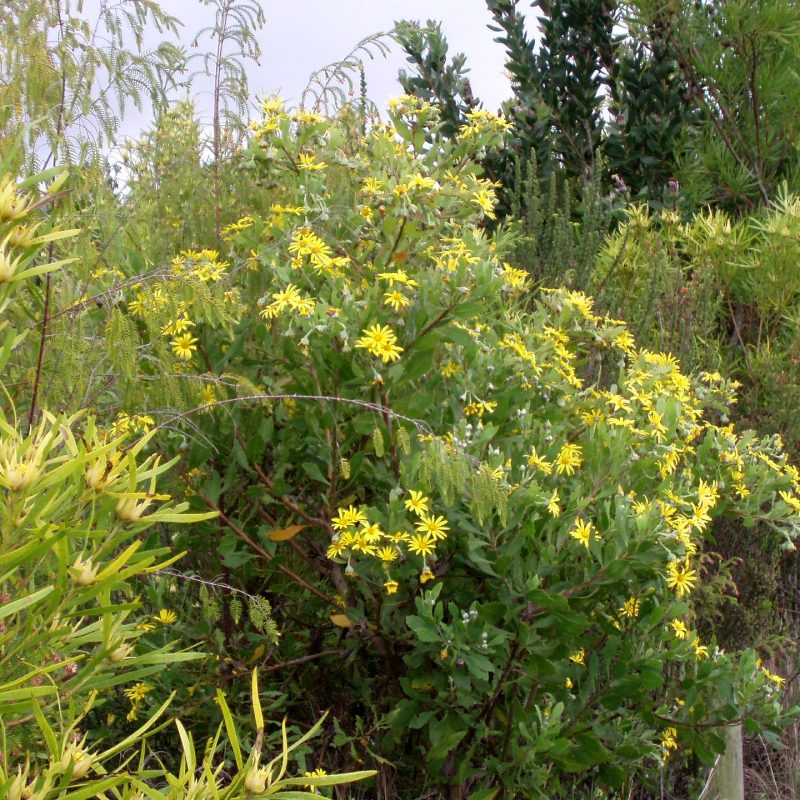 22 Different Types of Incomplete Flowers