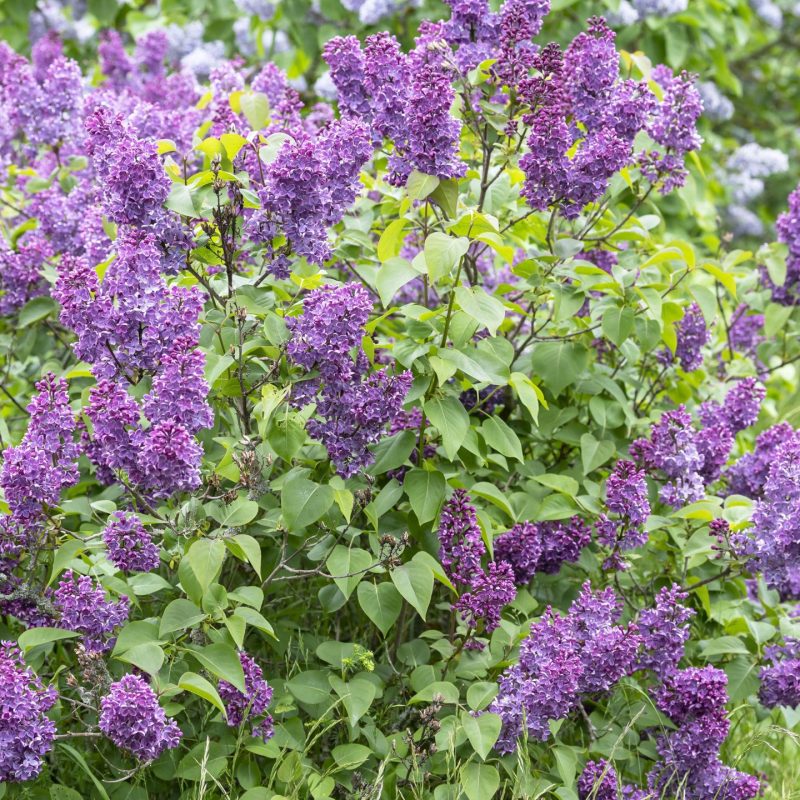 17 Different Types of Shrubs in India