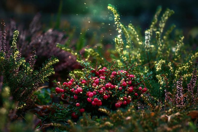 72 Different Types of Shrubs to Spruce Up Your Yard