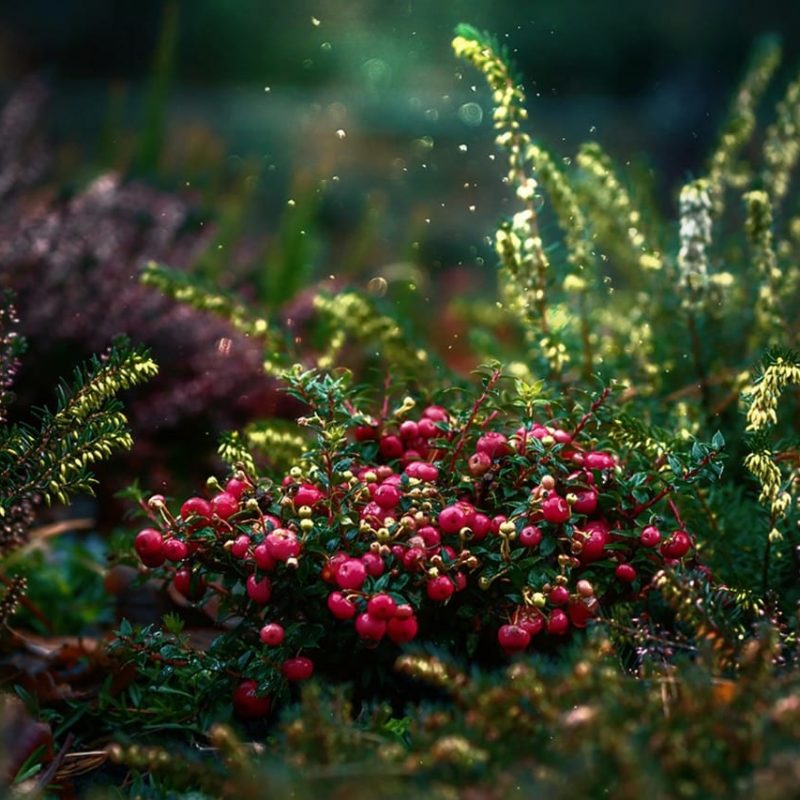 17 Types of Shrubs in Wisconsin