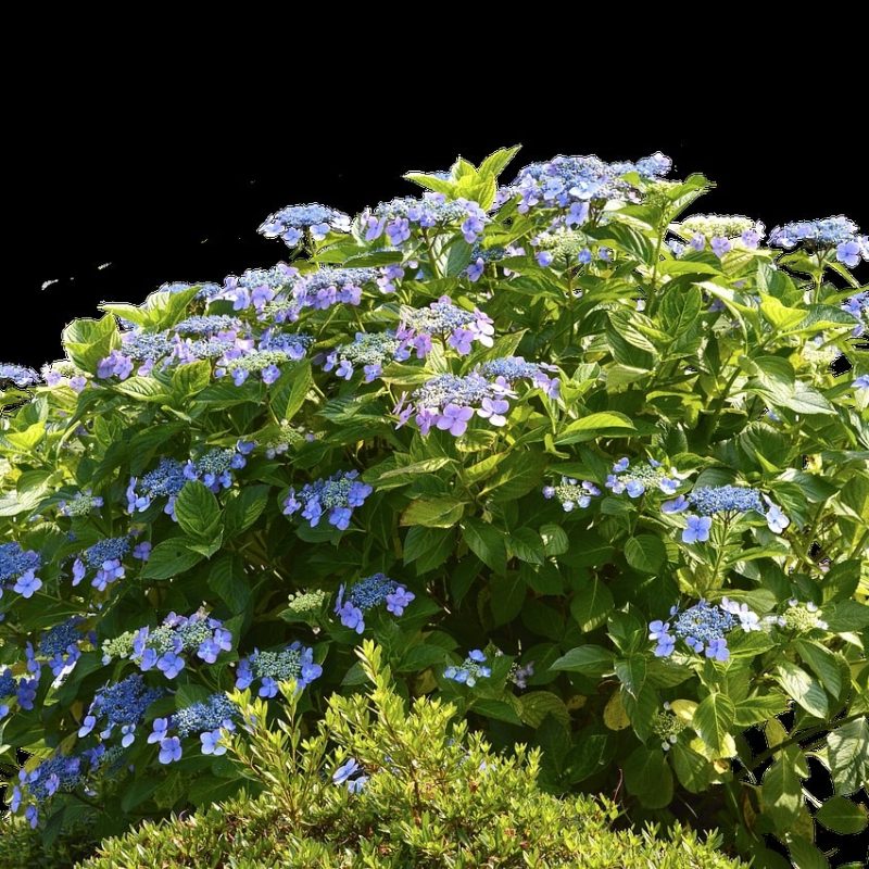 72 Different Types of Shrubs to Spruce Up Your Yard
