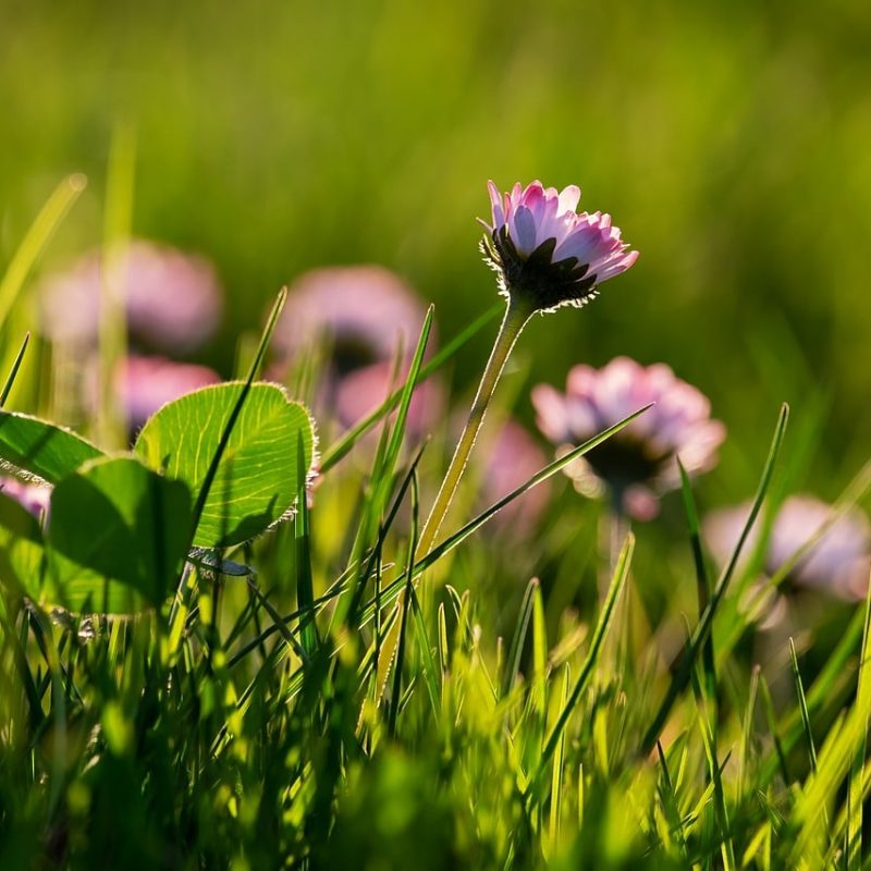22 Different Types of Incomplete Flowers