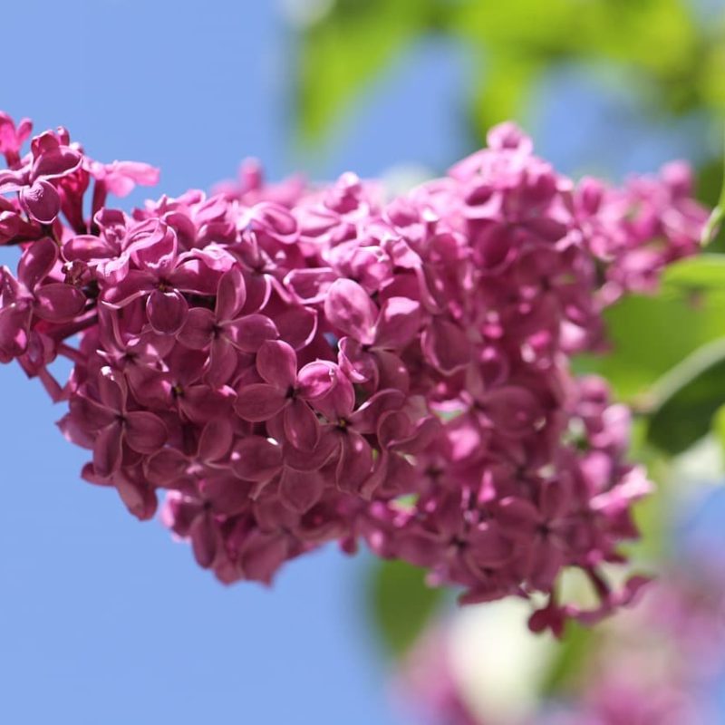 15 Different Types of Shrubs in Africa