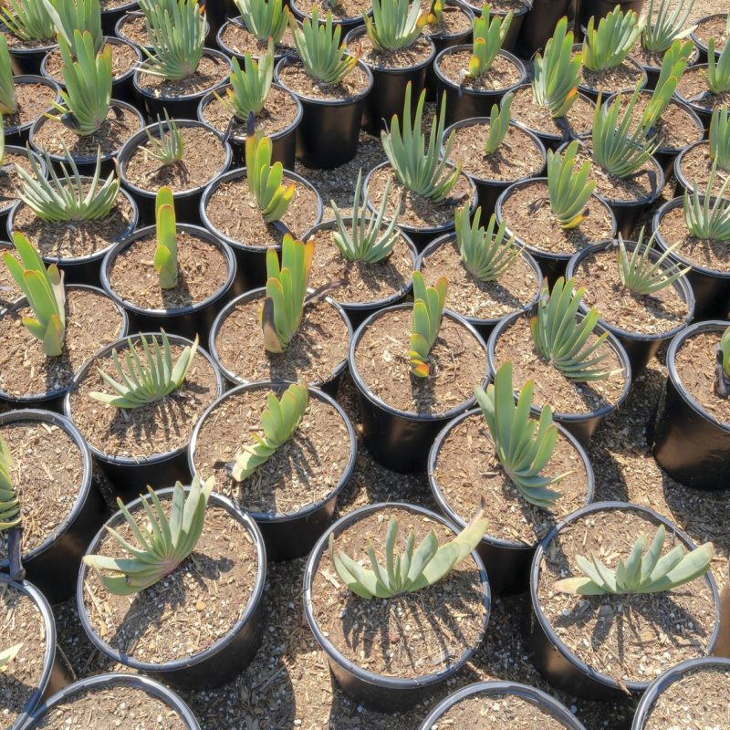 15 Different Types of Caladium Houseplant