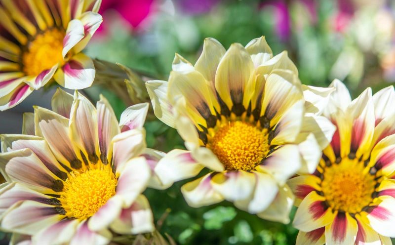 12 Best Wind Tolerant Plants for Your Surrounding