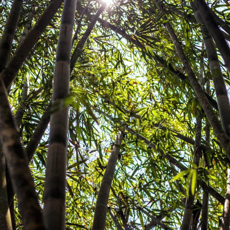 15 Different Types of Caladium Houseplant