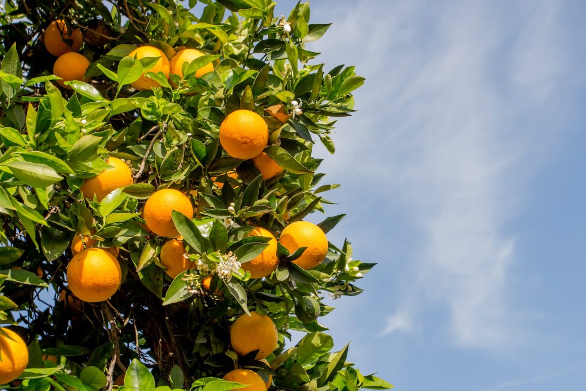 32 Different Types of Citrus Fruits
