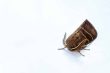14 Different Types of Insects That Eat Wood