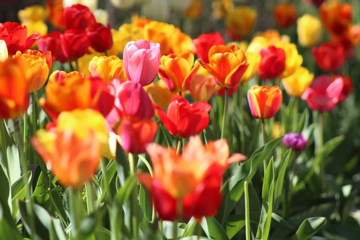 43 Different Types of Tulips