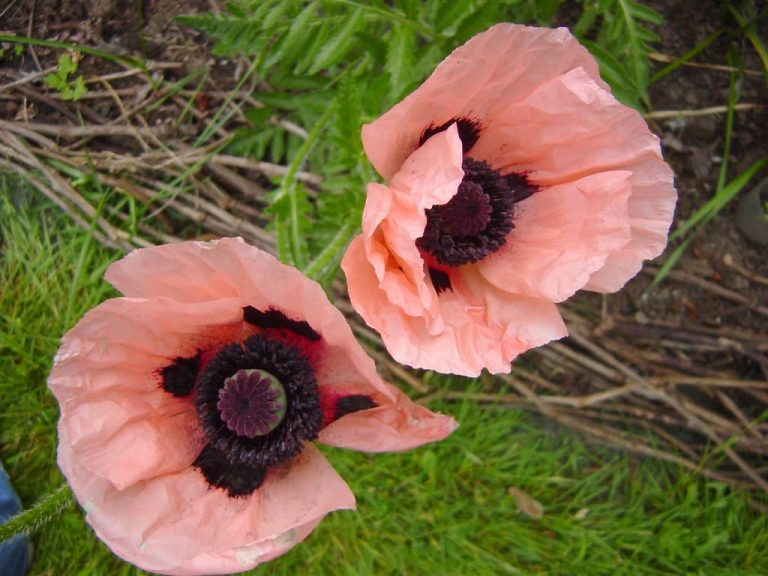 11 Different Types of Poppies
