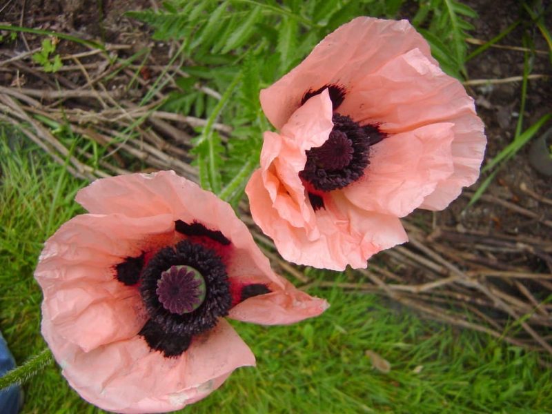 11 Different Types of Poppies