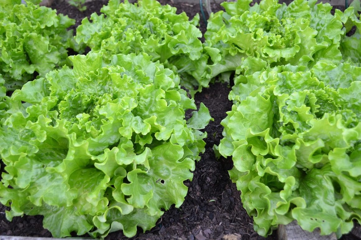 22 Different Types of Lettuce (With Pictures)