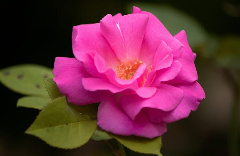 13 Different Types of Roses (With Pictures)