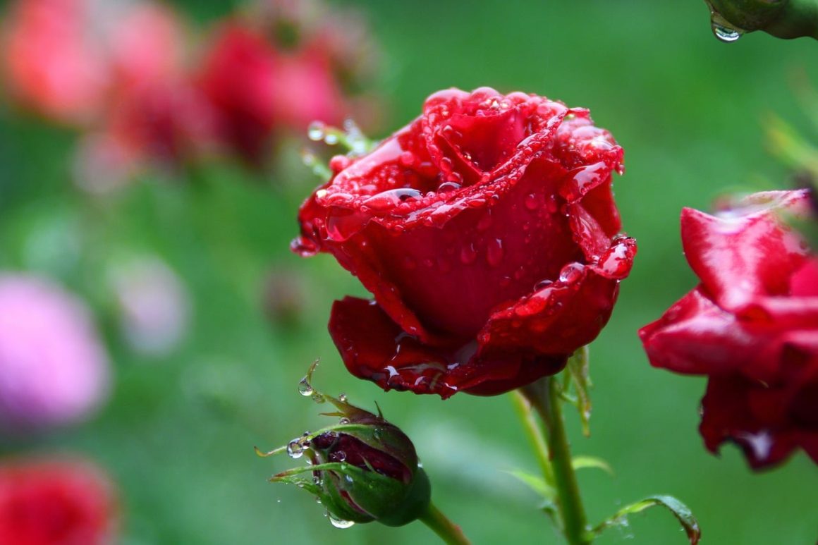 13 Different Types of Roses (With Pictures)