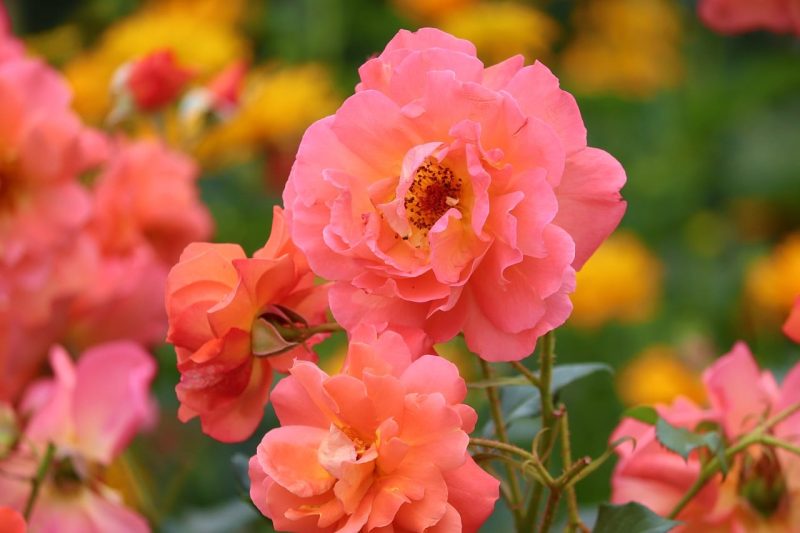 13 Different Types of Roses (With Pictures)