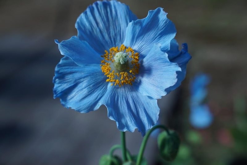 11 Different Types of Poppies