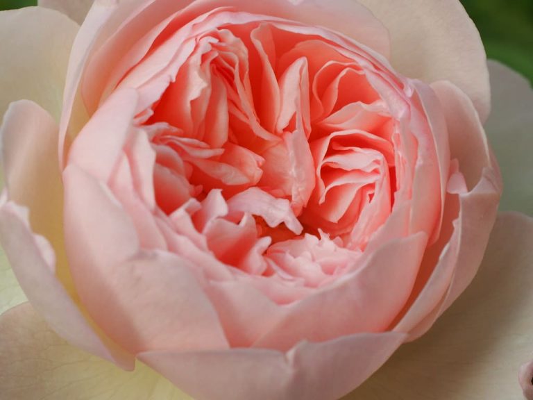 13 Different Types of Roses (With Pictures)